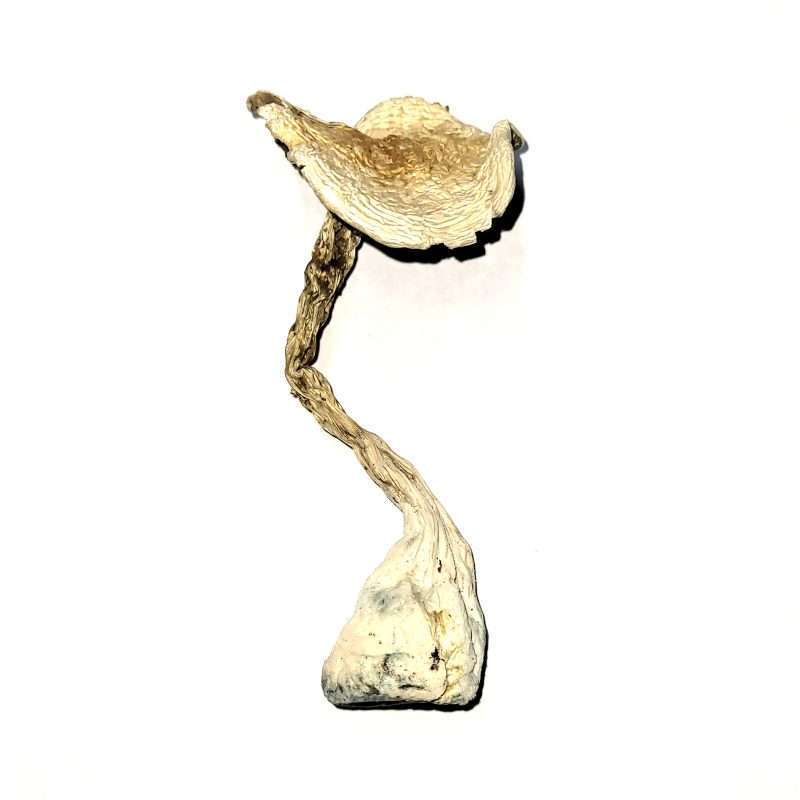 Trinity Cubensis - The Fun Guys