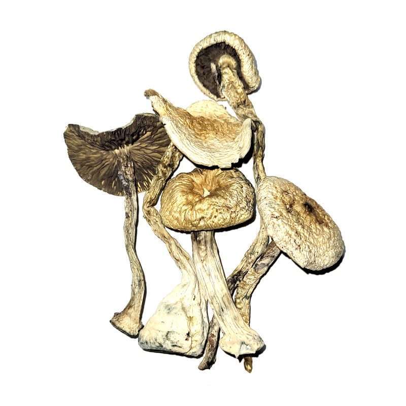 Trinity Cubensis - The Fun Guys