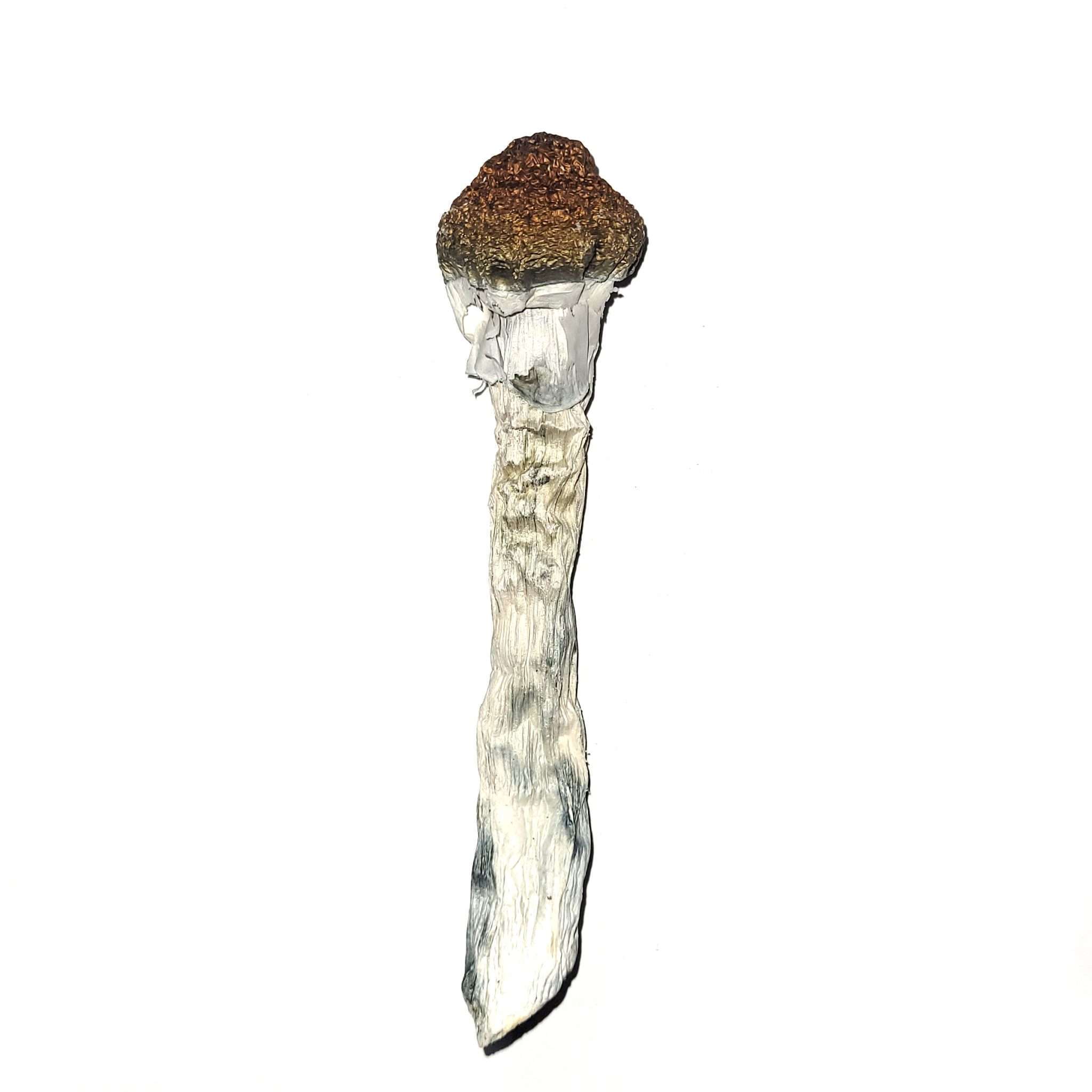 Buy Shrooms Online Canada | The Fun Guys Magic Mushrooms