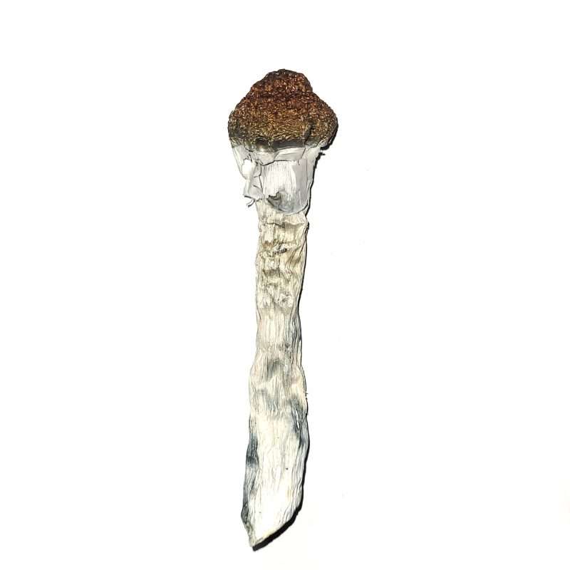 Buy Shrooms Online Canada | The Fun Guys Magic Mushrooms