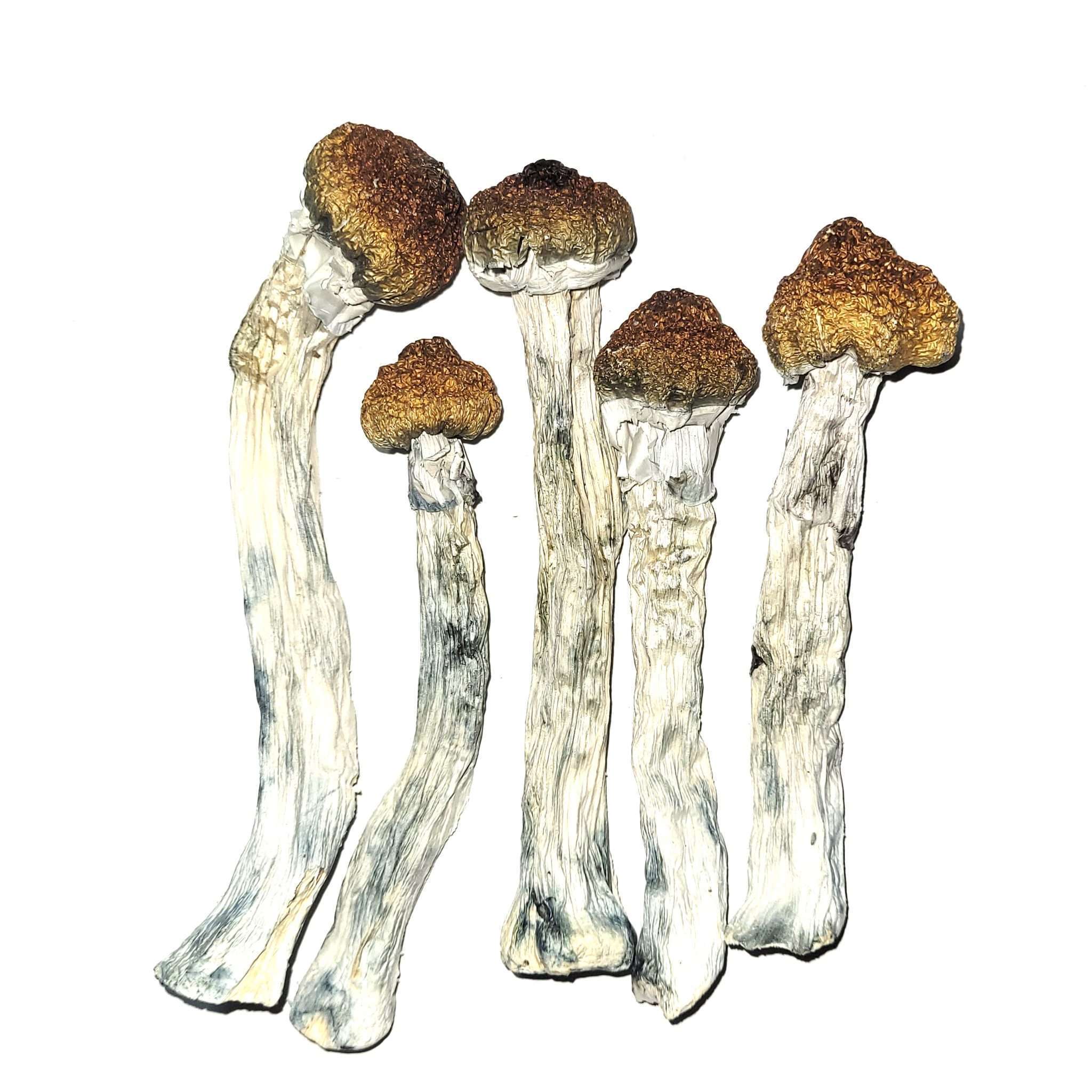 Buy Shrooms Online Canada | The Fun Guys Magic Mushrooms