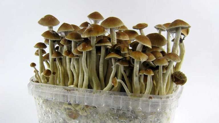 The Strongest Mushroom Strain: Most Potent Shrooms Compared | The FunGuys