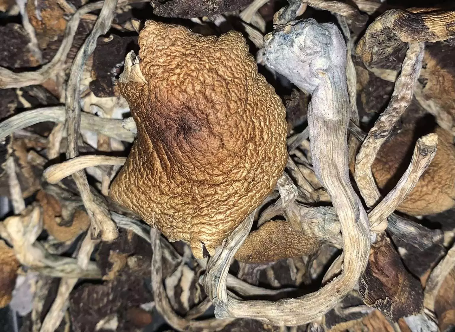 Types Of Psychedelic Mushroom Strains: Your Guide - The Fun Guys