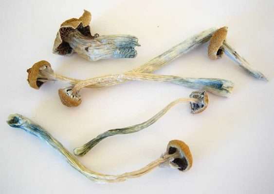 Azurescens Vs. Cubensis Shrooms Online - The Fun Guys