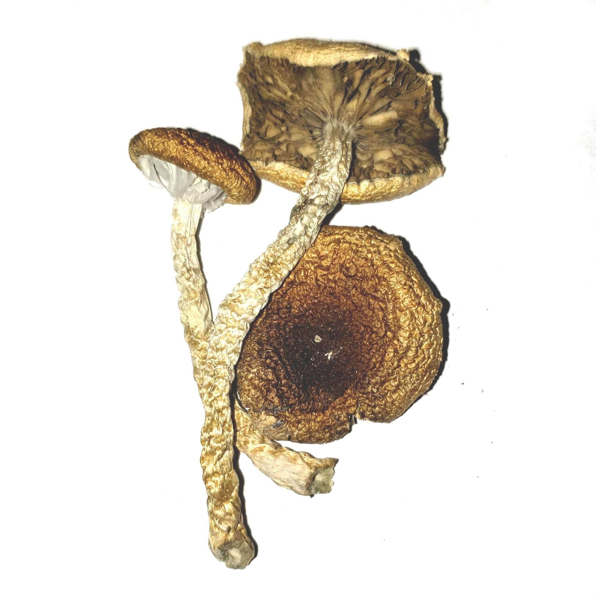 Buy Lizard King Mushrooms Strain Online - The Fun Guys