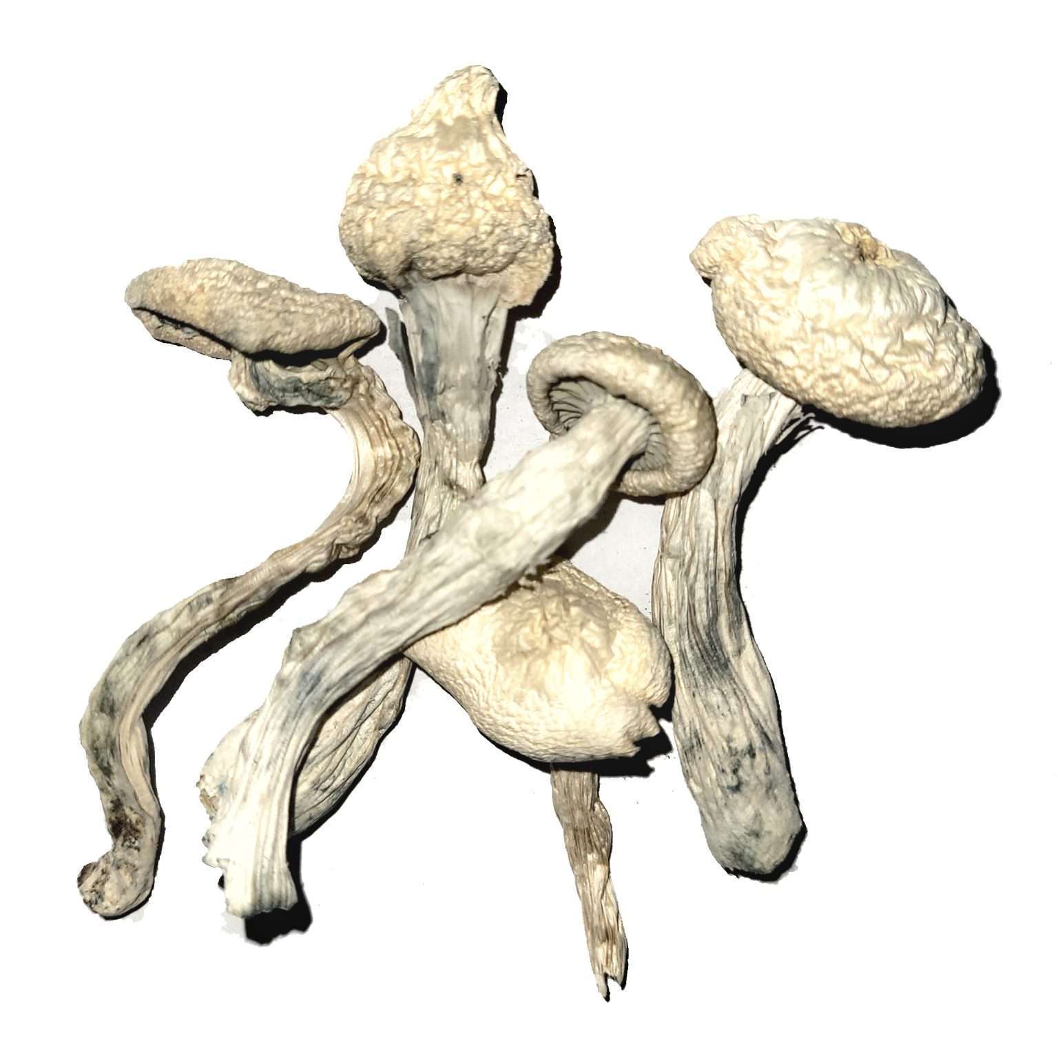 Types Of Psychedelic Mushroom Strains: Your Guide - The Fun Guys
