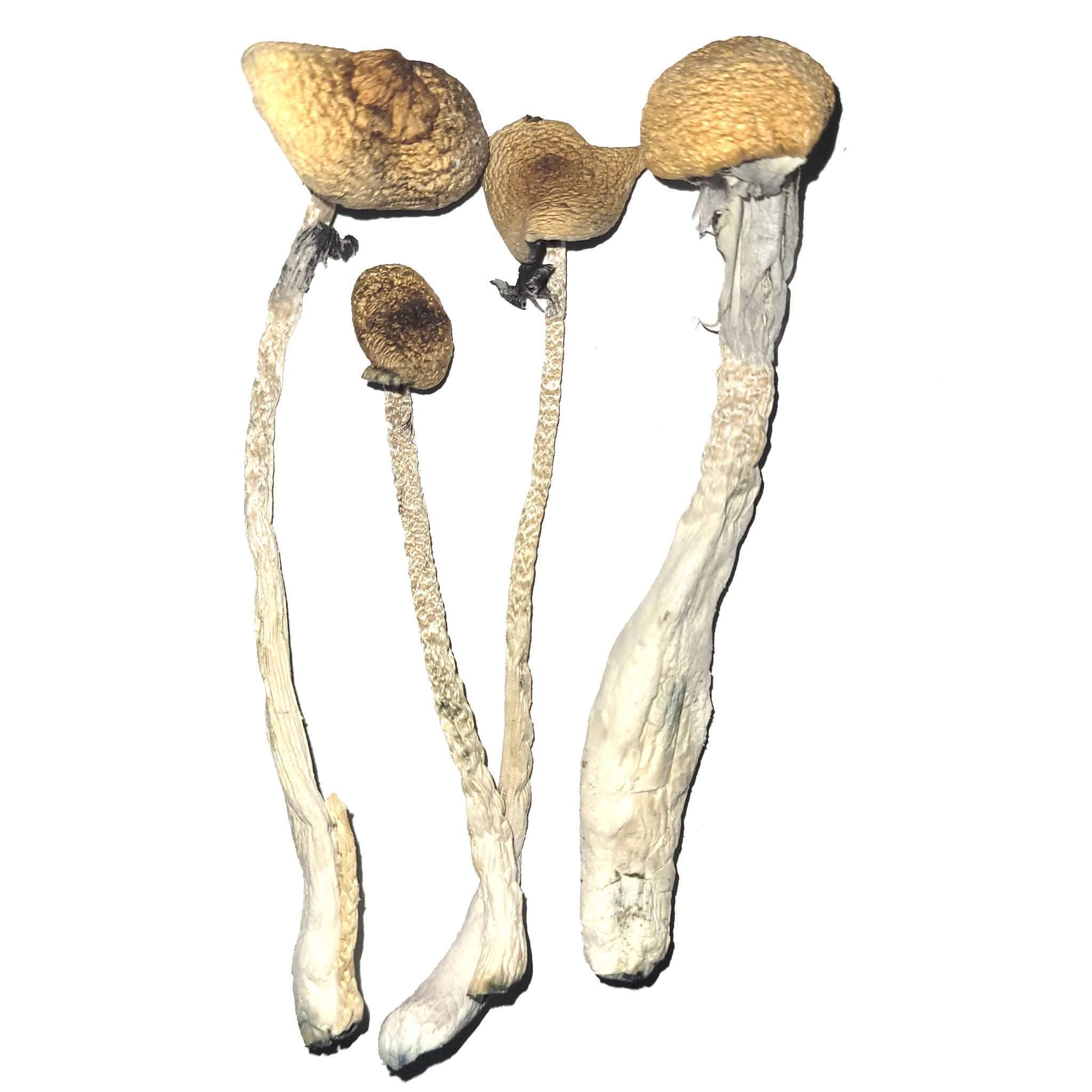 Types Of Psychedelic Mushroom Strains: Your Guide - The Fun Guys