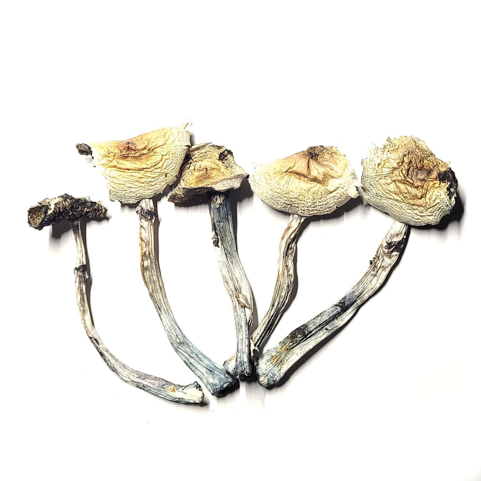 Types Of Psychedelic Mushroom Strains: Your Guide - The Fun Guys