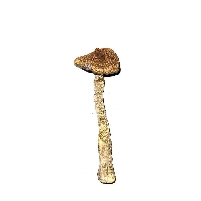 Penis Envy 6 (PE6 Cubensis) - The Fun Guys