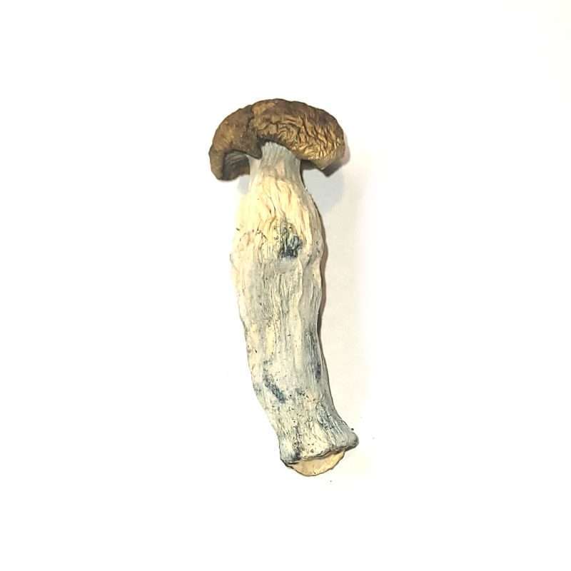 Tidal Wave Cubensis - Dried Mushroom - The Fun Guys