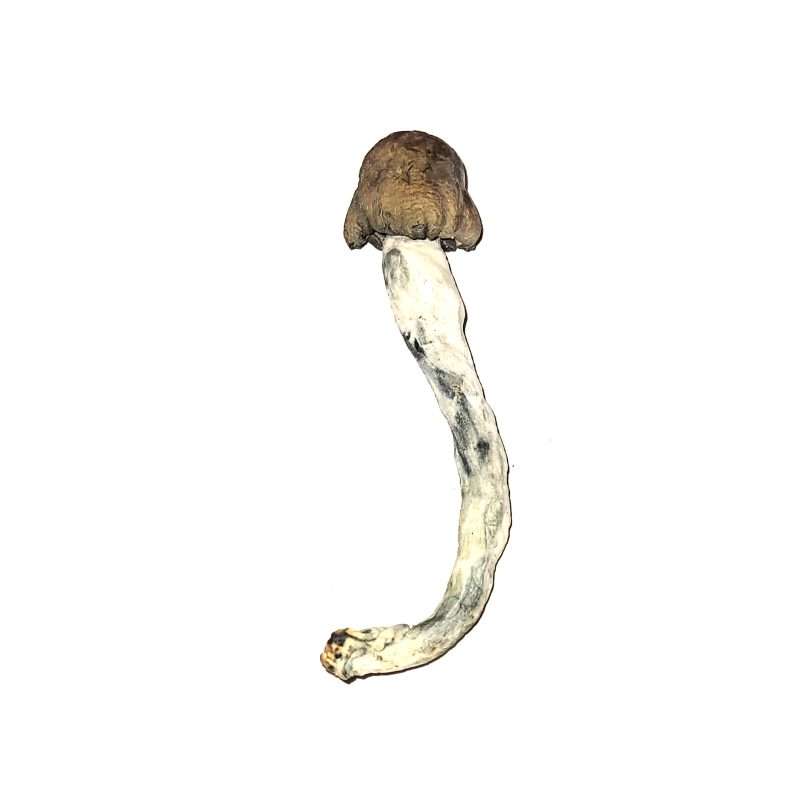 Buy Blue Pulaski Magic Mushroom Strain Online - The Fun Guys