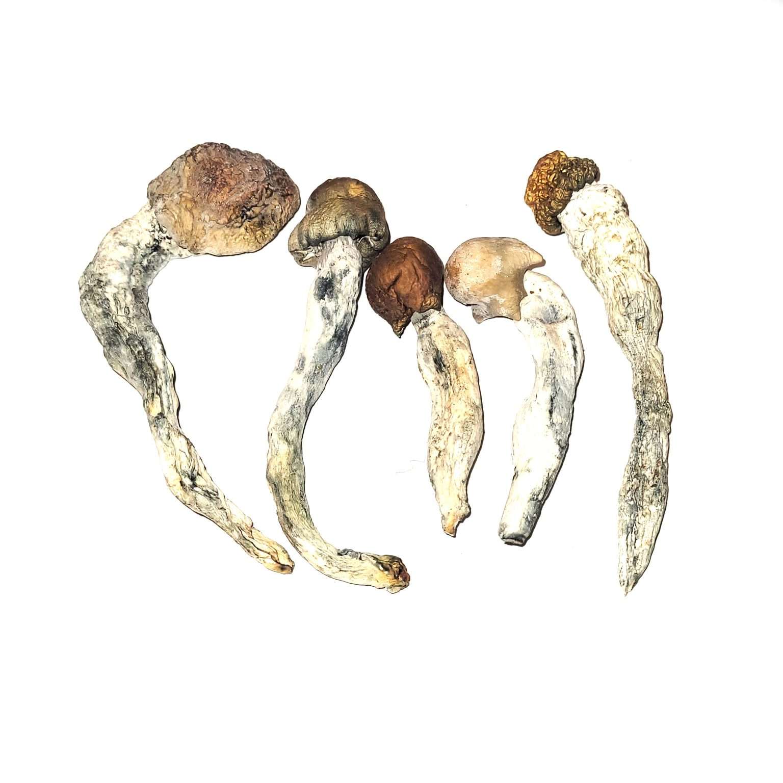 Buy Blue Pulaski Magic Mushroom Strain Online - The Fun Guys