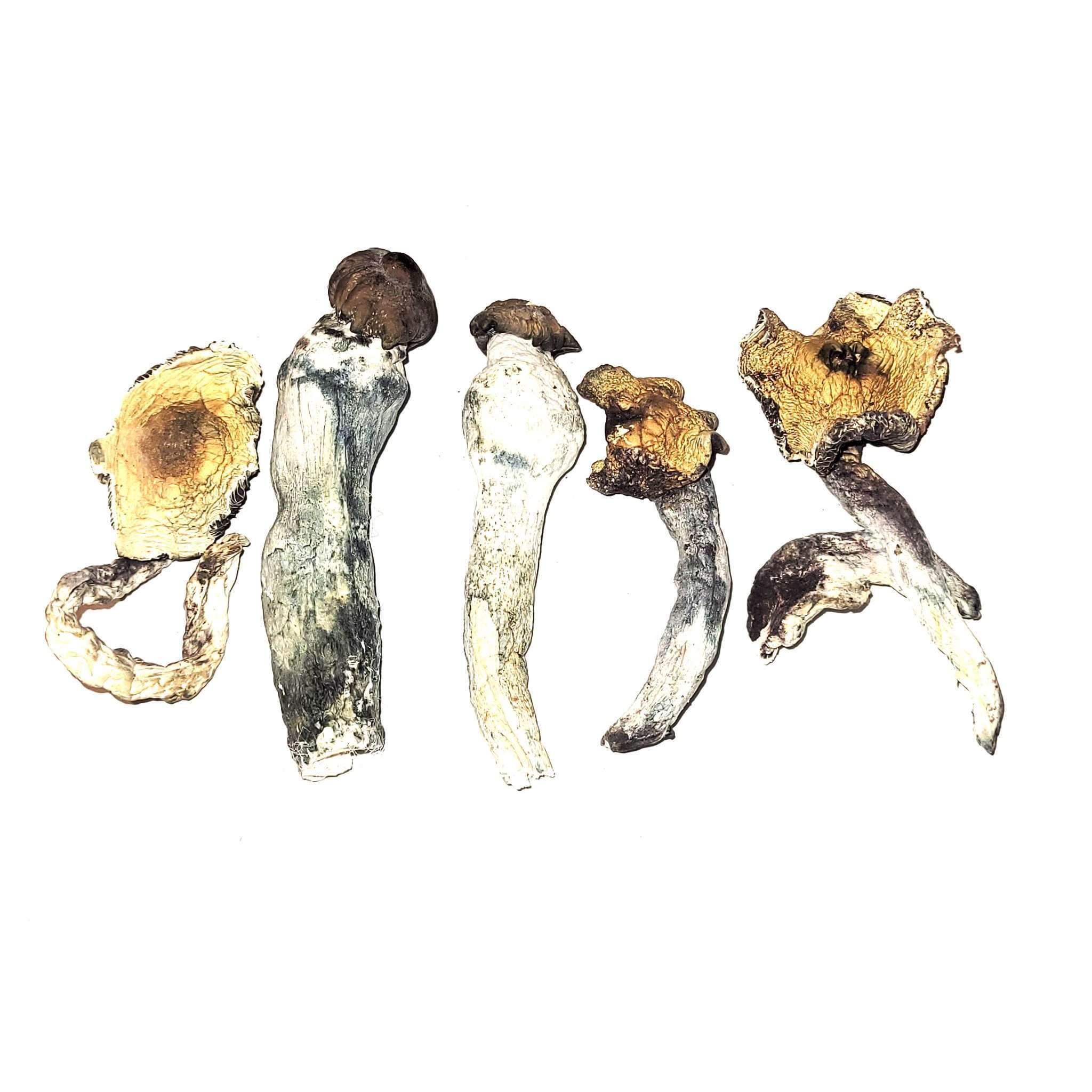 Golden Teacher Microdose Capsules (200mg) - The Fun Guys