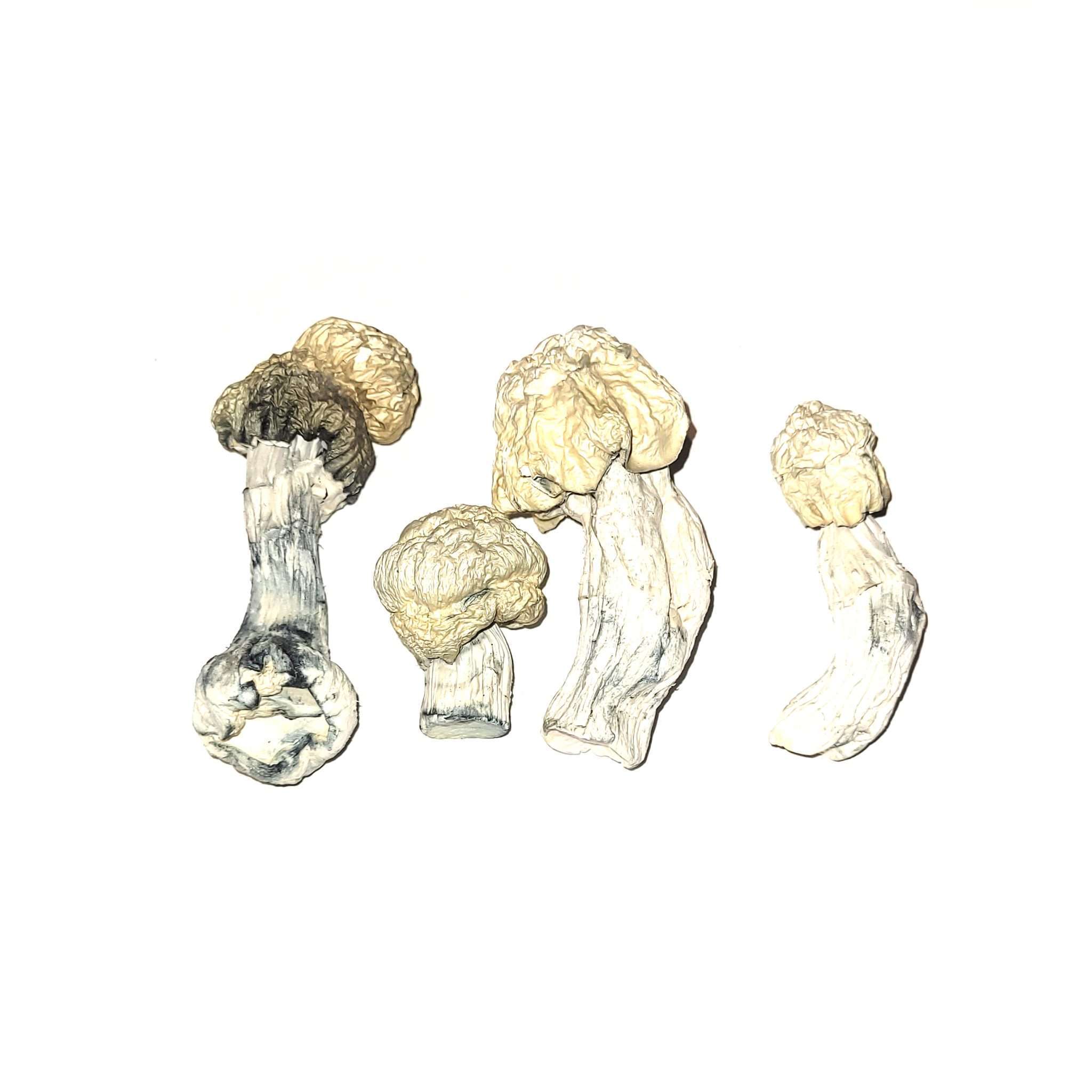 Buy Shrooms Online Canada | The Fun Guys Magic Mushrooms