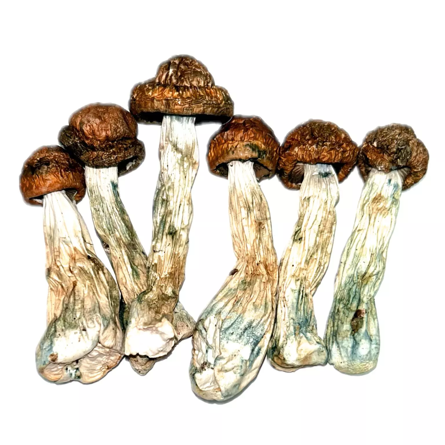 Buy Magic Mushrooms Ottawa | The Fun Guys Shrooms Dispensary